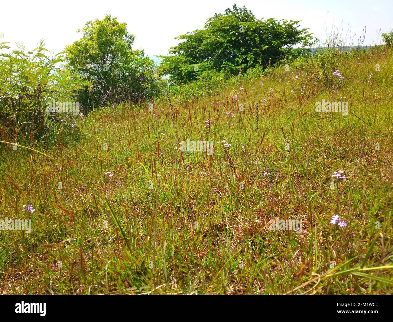 Wild grass and wildflowers in the meadow Stock Photo - Alamy