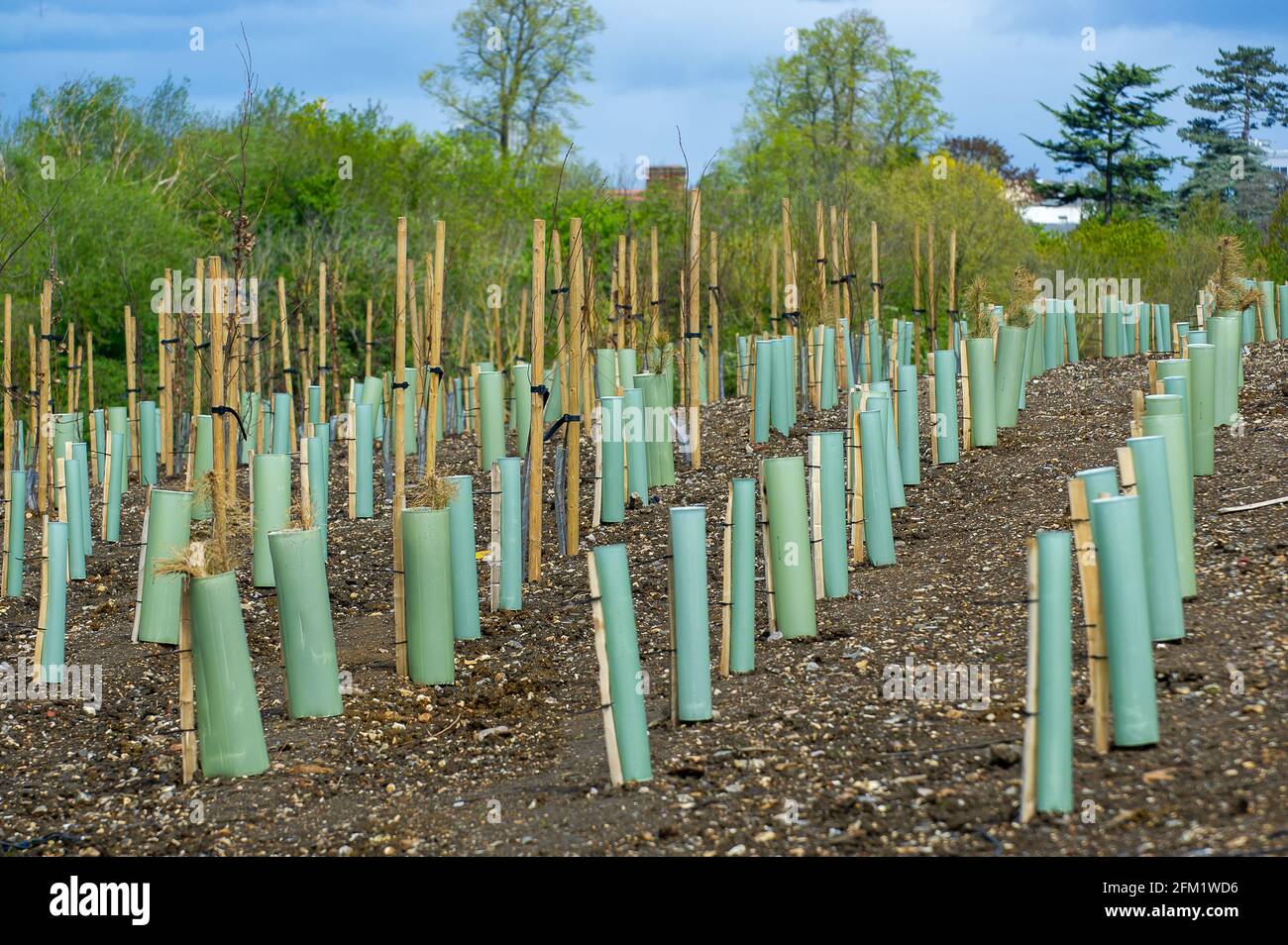 Slough, Berkshire, UK. 4th May, 2021. New tree saplings to replace the ...