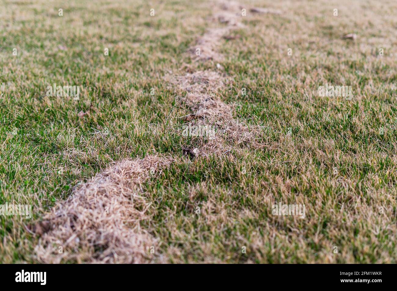 Rotten grass hi-res stock photography and images - Alamy
