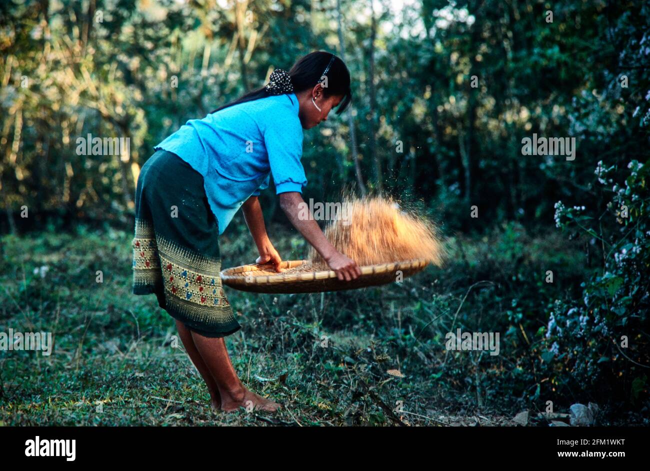 A young woman separates the rice from the chaff with the help of a bast ...