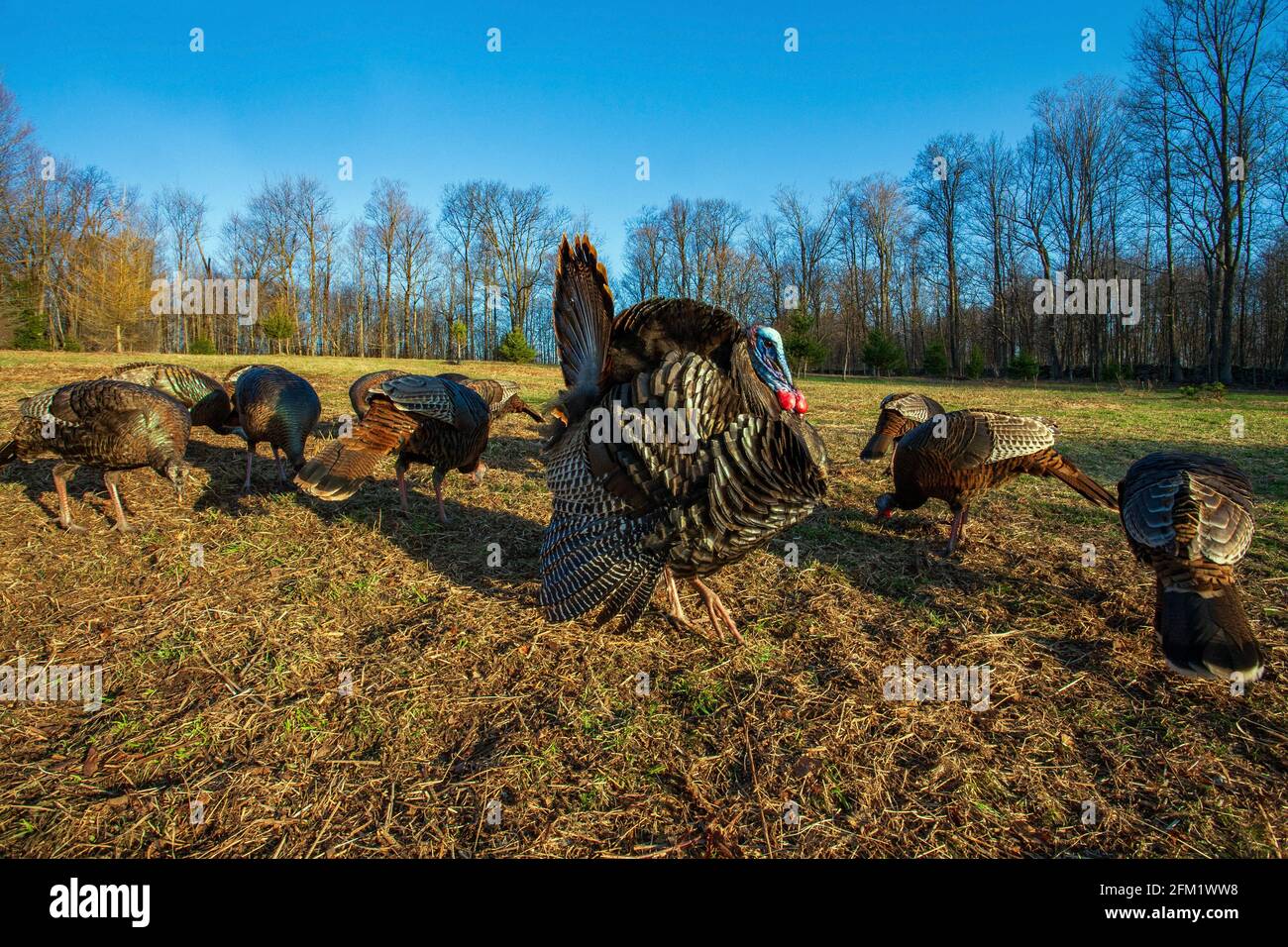 Wild Turkey feeding in an old field on a spring morning during mating ...