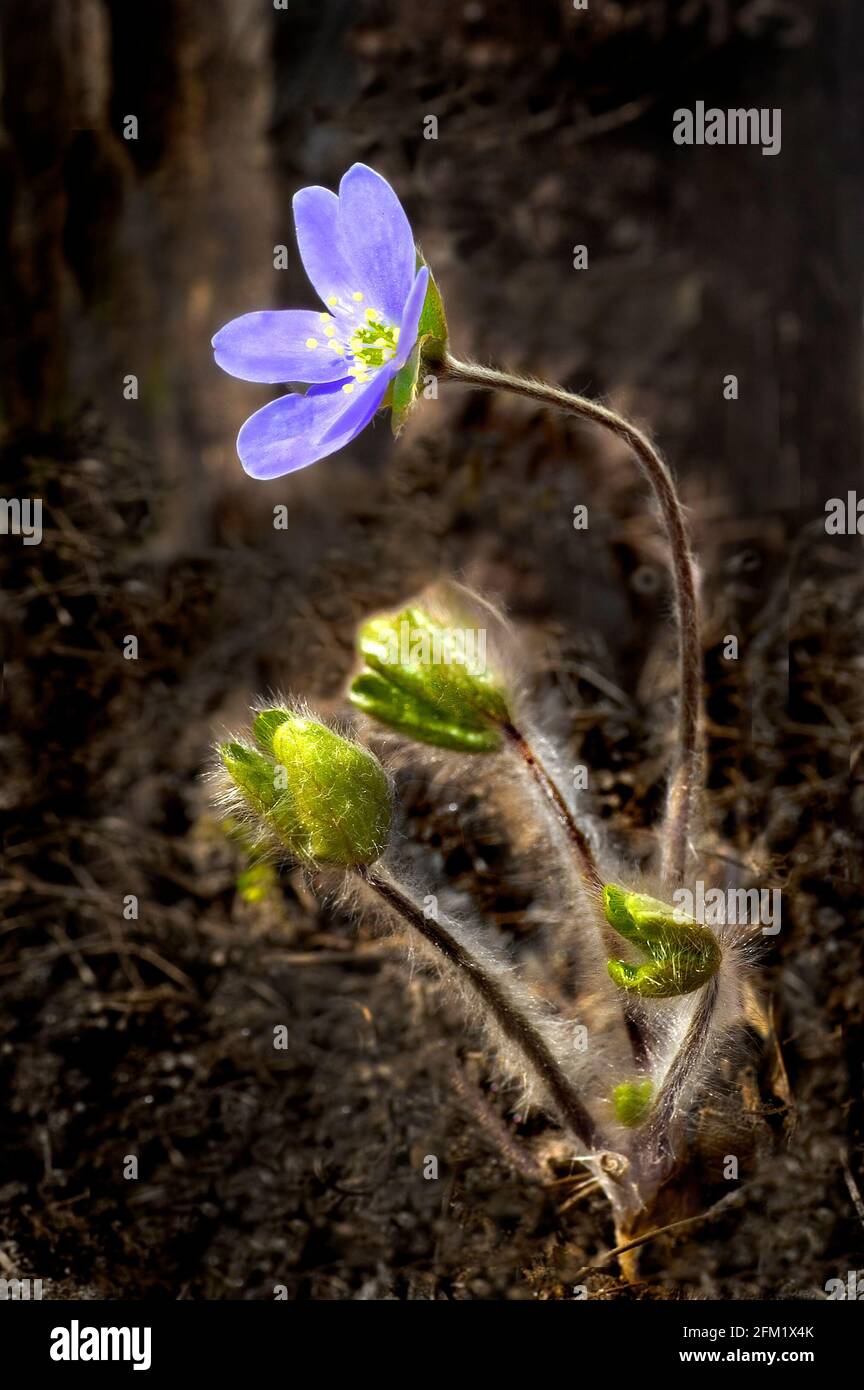 Anemone hepatica (syn. Hepatica nobilis), the common hepatica ...