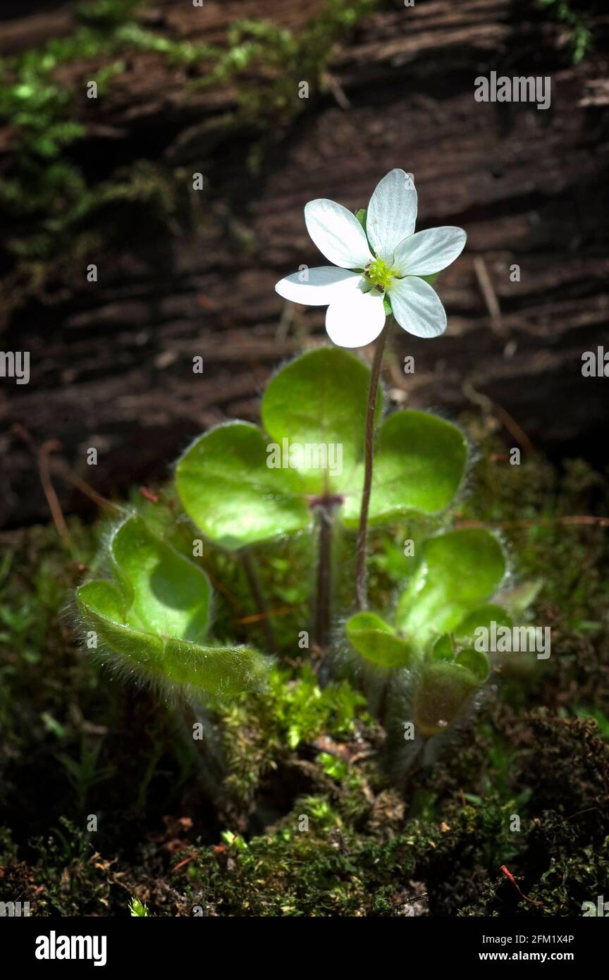 Anemone hepatica (syn. Hepatica nobilis), the common hepatica ...