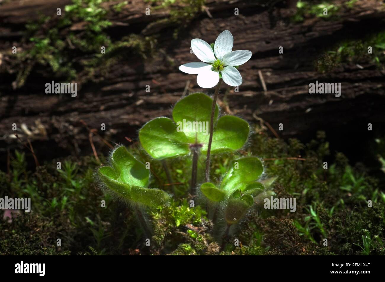 Anemone hepatica (syn. Hepatica nobilis), the common hepatica ...