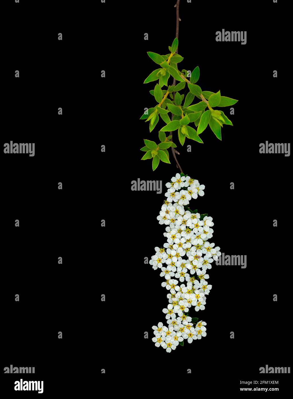 Steeplebush hi-res stock photography and images - Alamy