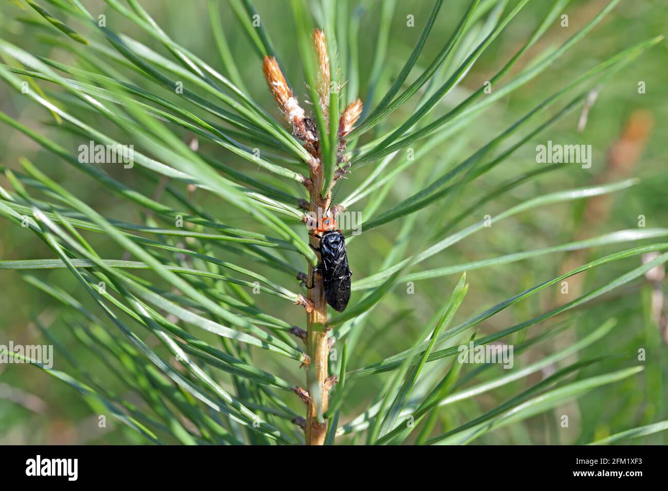 Red-headed pine sawfly or the pine false webworm (Acantholyda ...