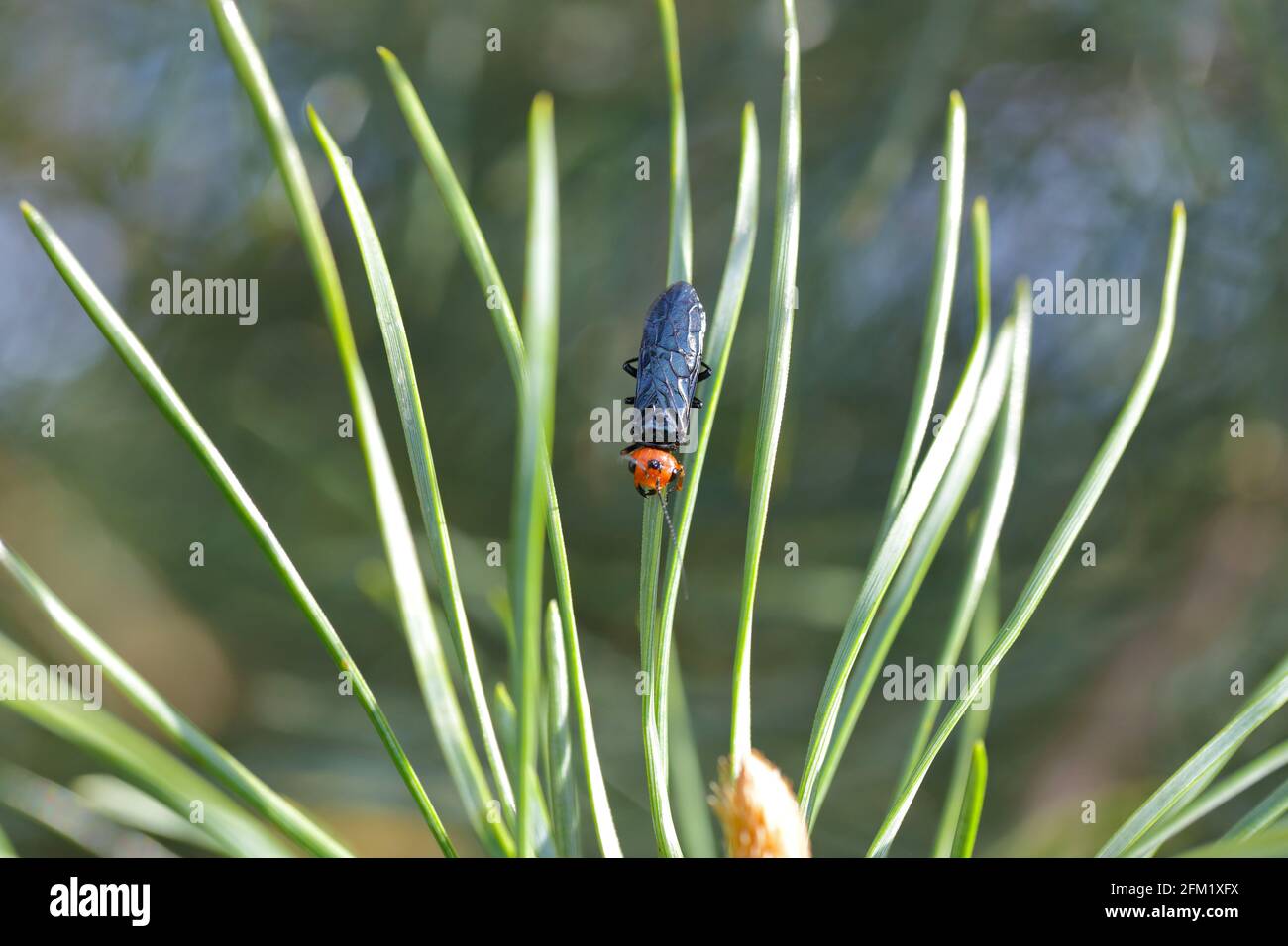 Red-headed pine sawfly or the pine false webworm (Acantholyda ...