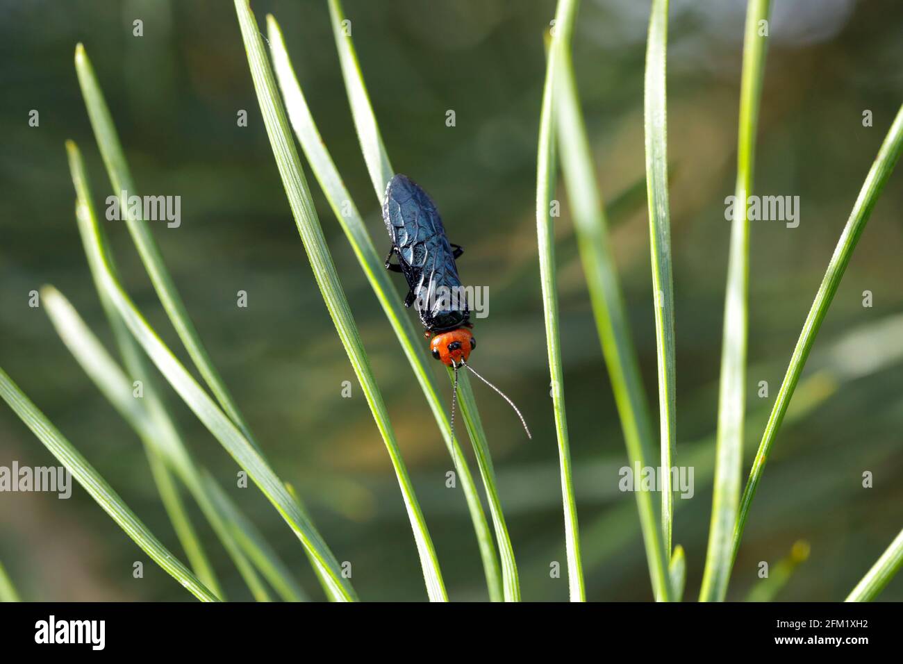The very hungry caterpillar in family hi-res stock photography and ...