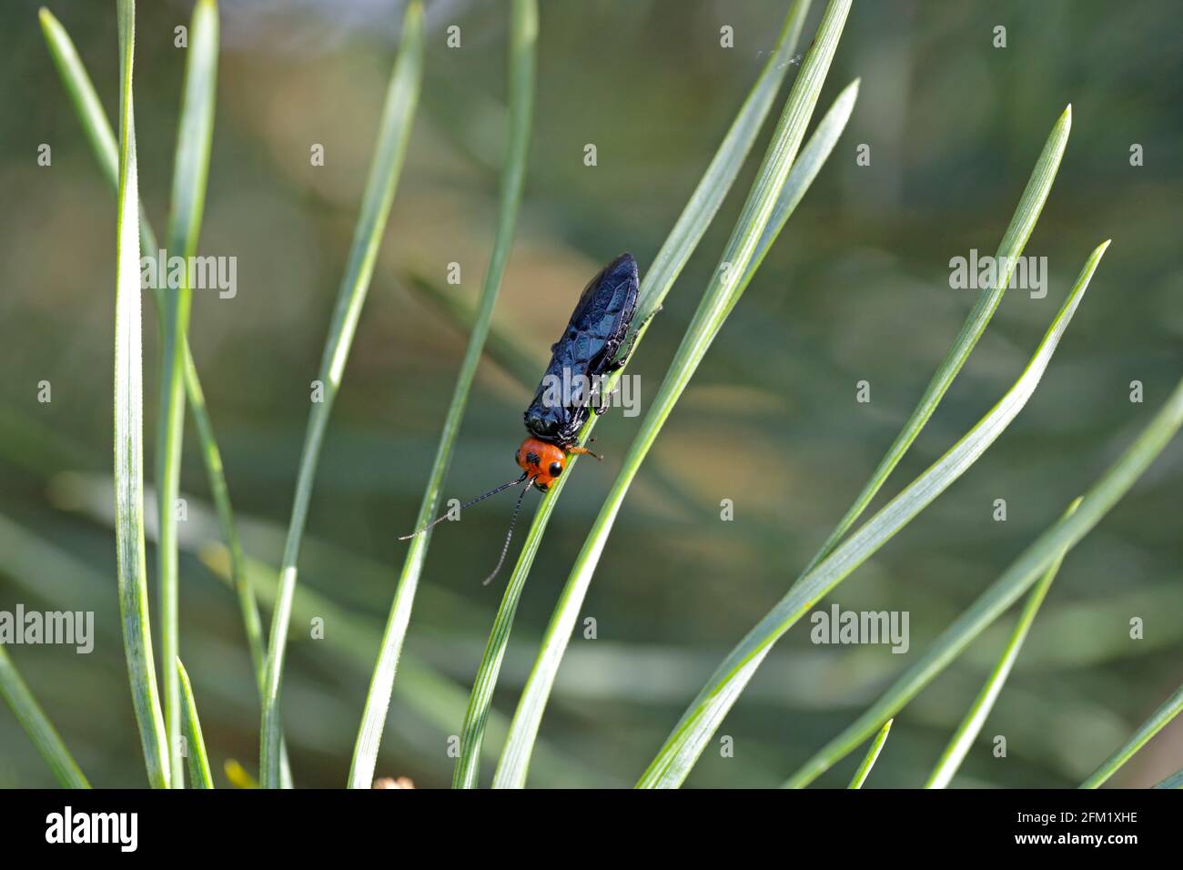 Red-headed pine sawfly or the pine false webworm (Acantholyda ...