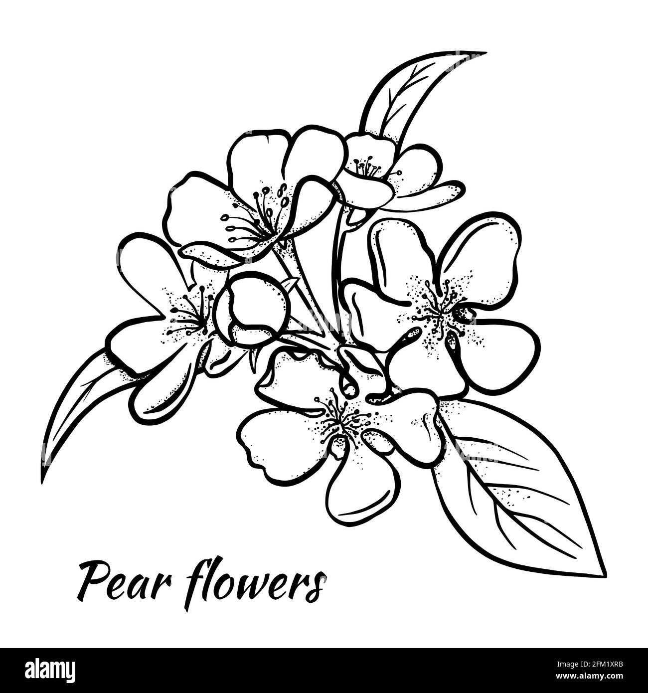 Pear flowers sketch. Made by hand. Linear illustration. Isolated on a ...