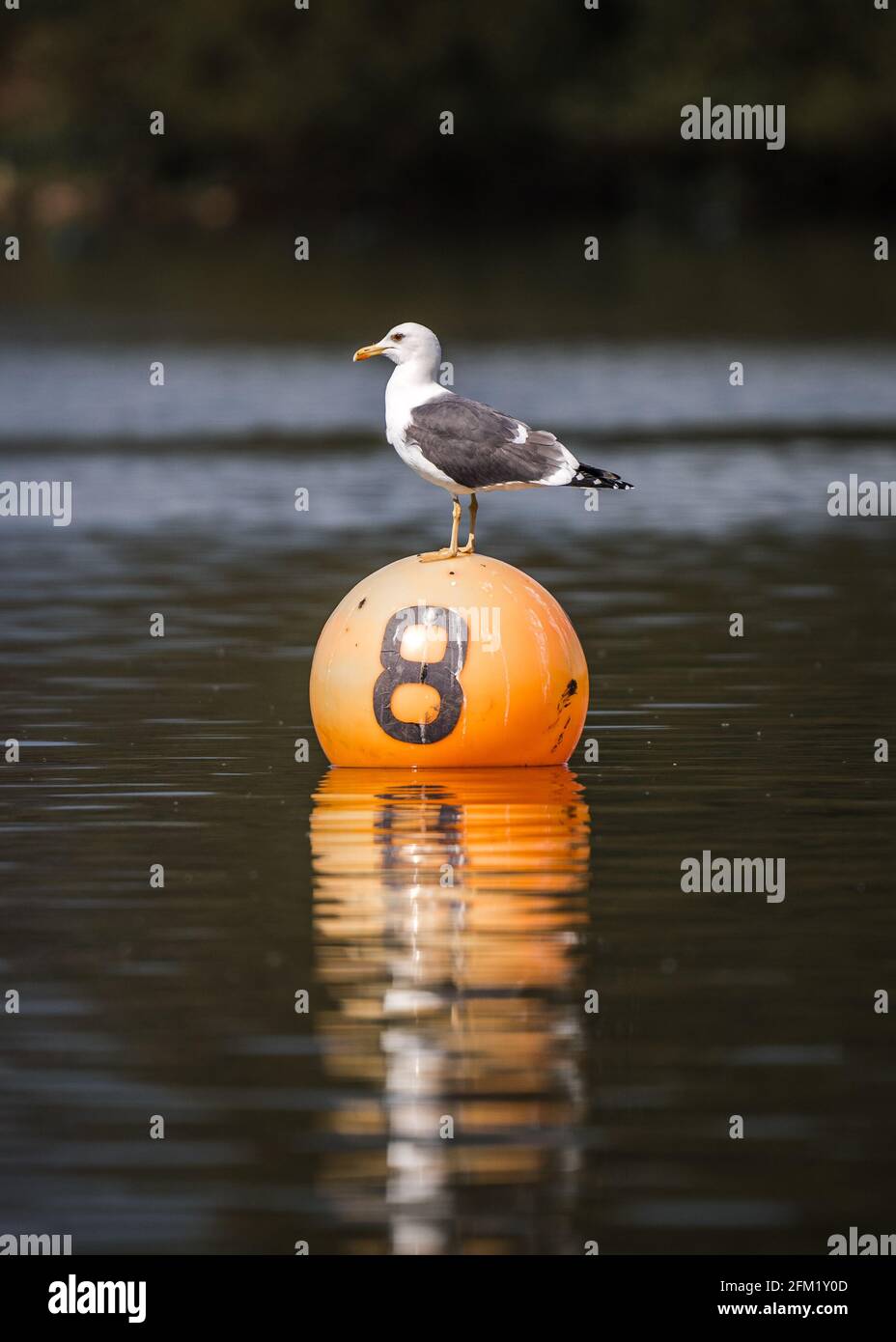 Large white seagull bird standing on bright orange buoy floating in ...