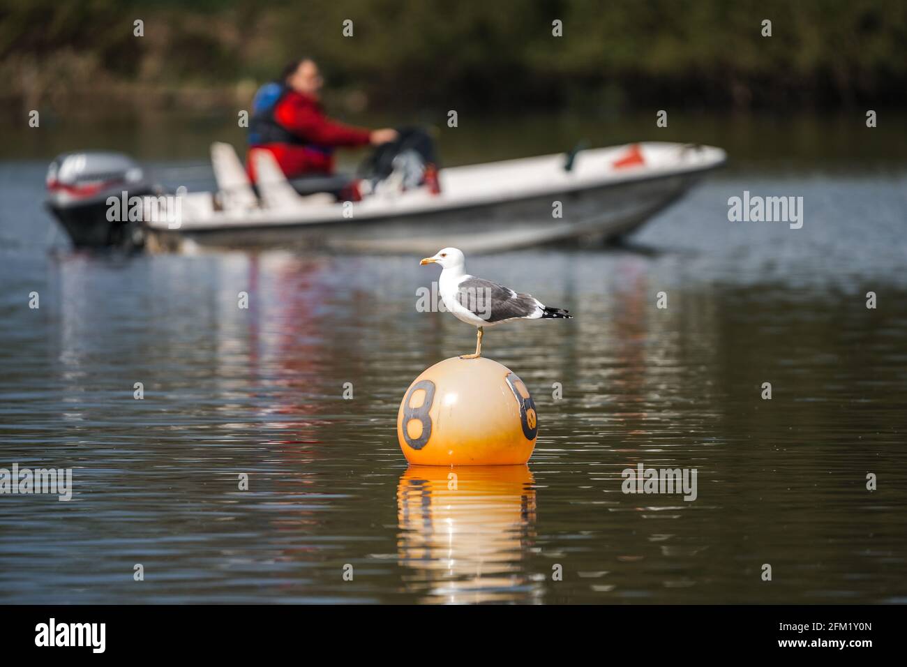Large white seagull bird standing on bright orange buoy floating in ...