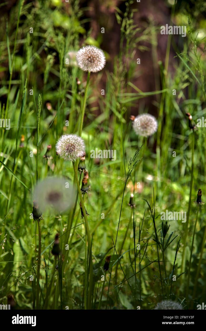 Dandelions in the grass hi-res stock photography and images - Alamy