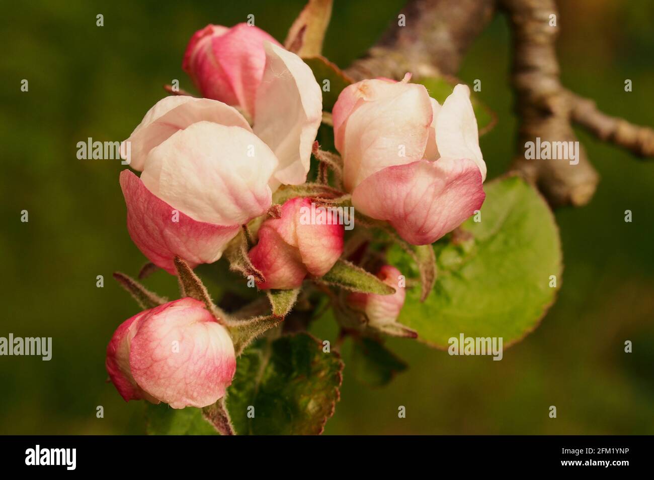 English apple tree hi-res stock photography and images - Alamy