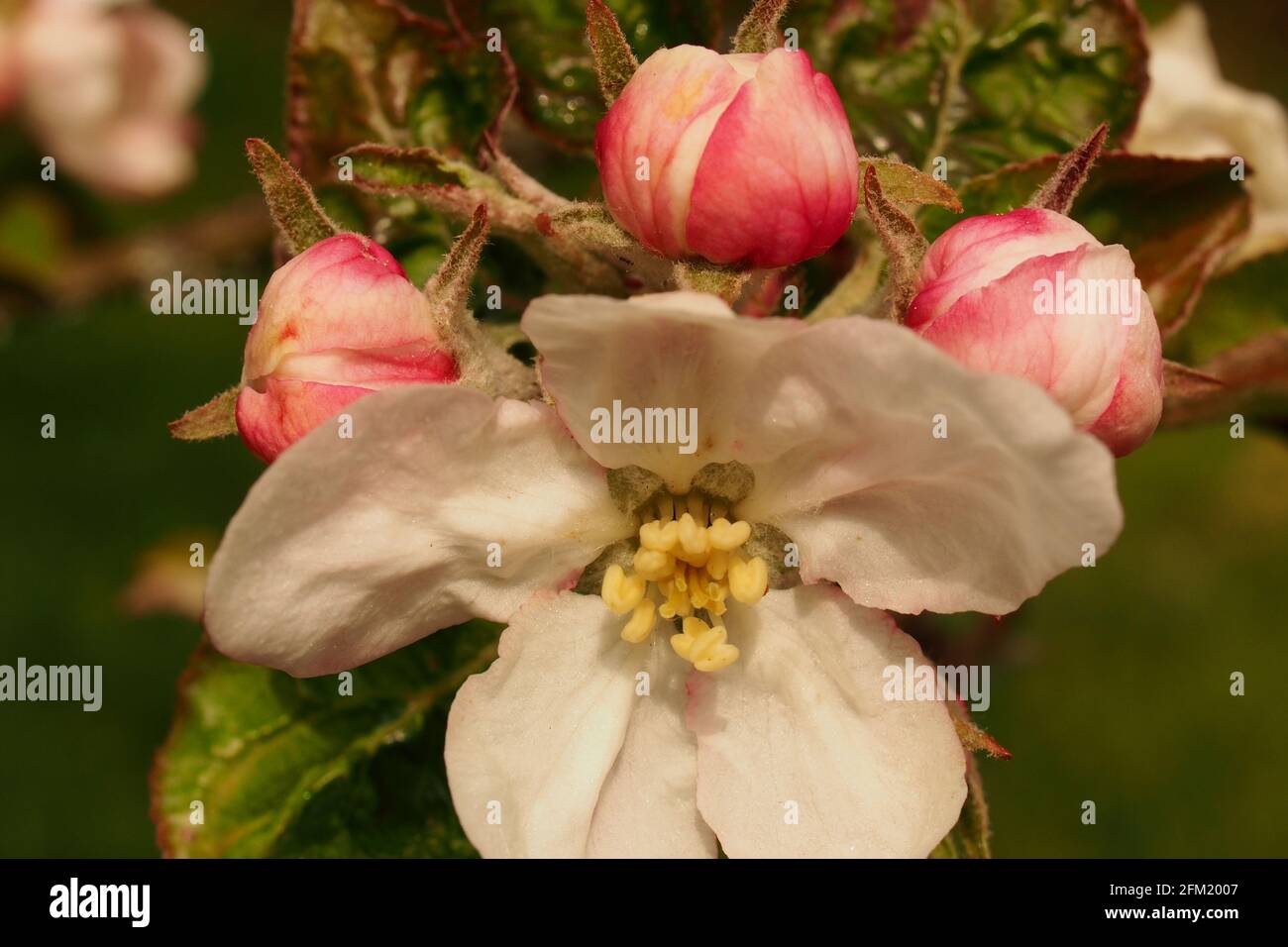 English apple tree hi-res stock photography and images - Alamy