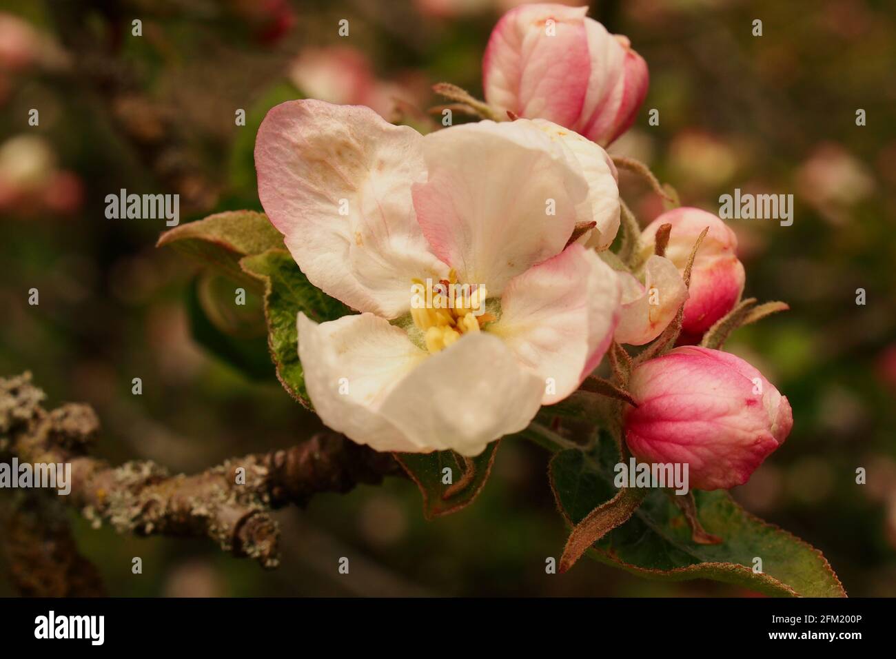 A close up view of the flowers and buds of an English apple tree in ...