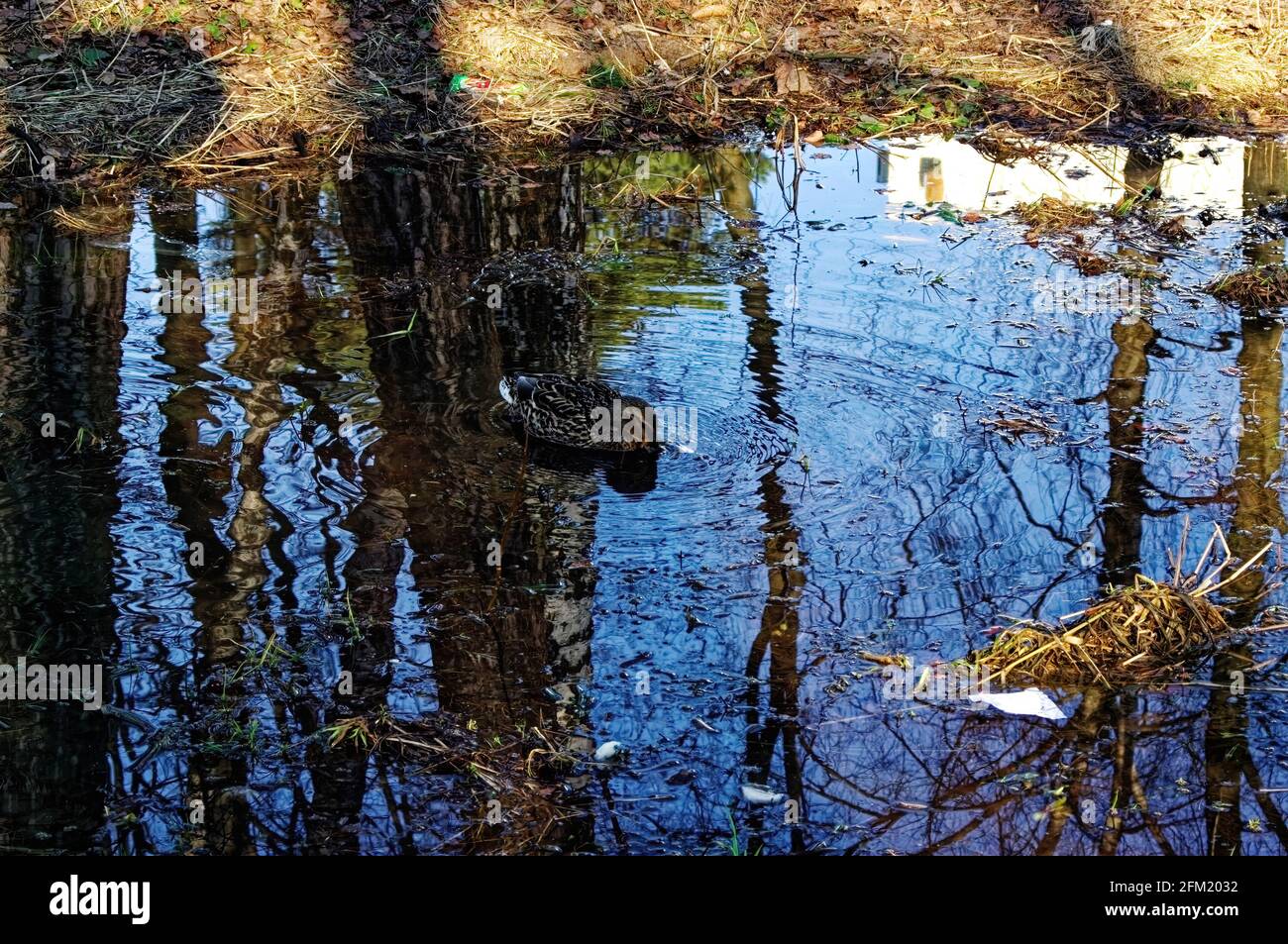 duck swim in a small pond near the trees, in the spring Stock Photo - Alamy