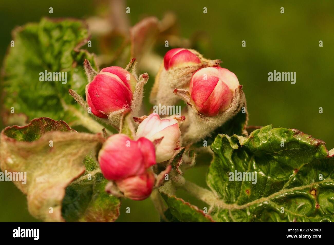 A close up view of the flowers and buds of an English apple tree in ...
