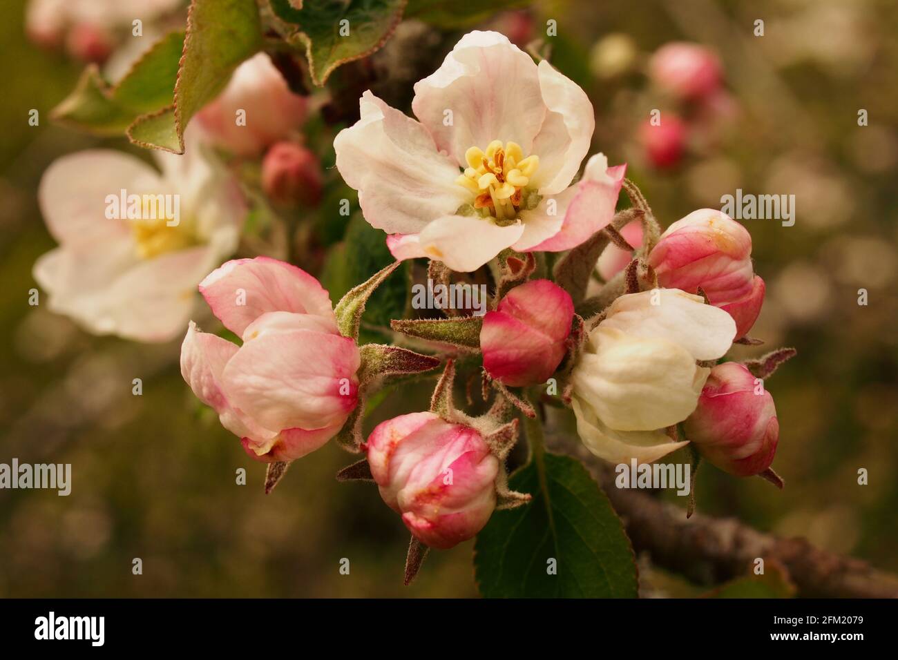 A close up view of the flowers and buds of an English apple tree in ...