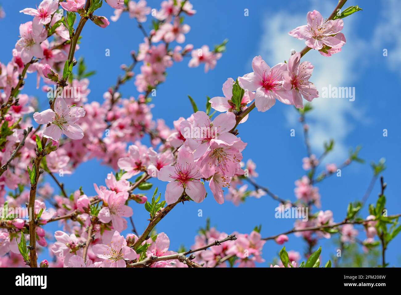 Ornamental peach tree hi-res stock photography and images - Alamy