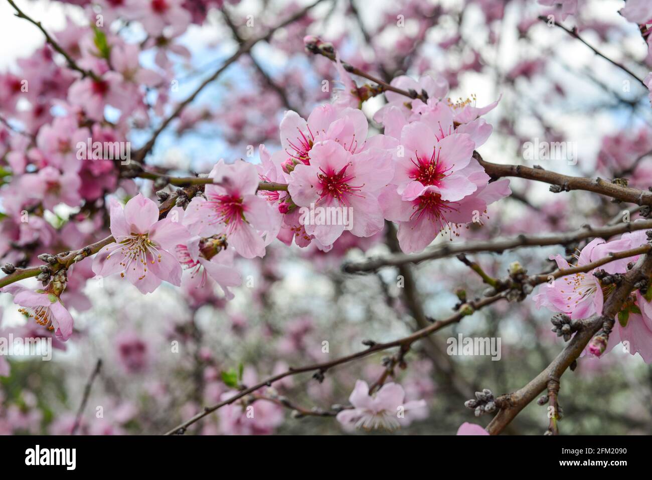 Ornamental peach tree hi-res stock photography and images - Alamy