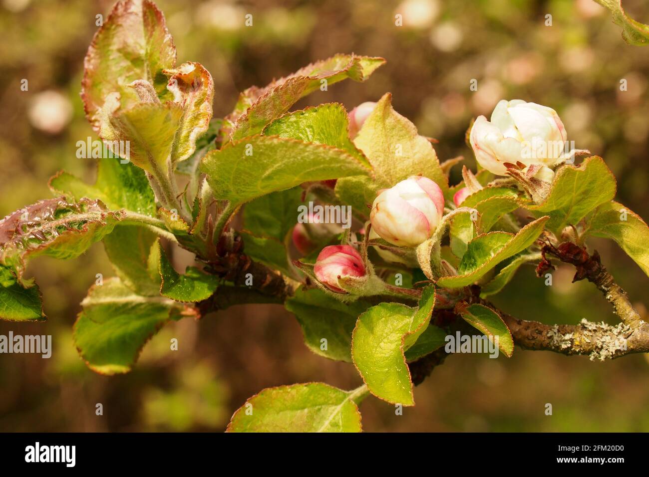 A close up view of the flowers and buds of an English apple tree in ...