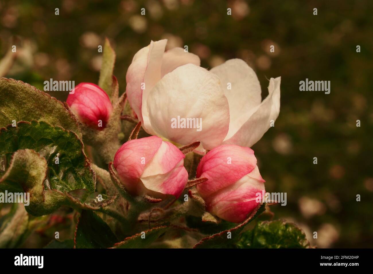 A close up view of the flowers and buds of an English apple tree in ...