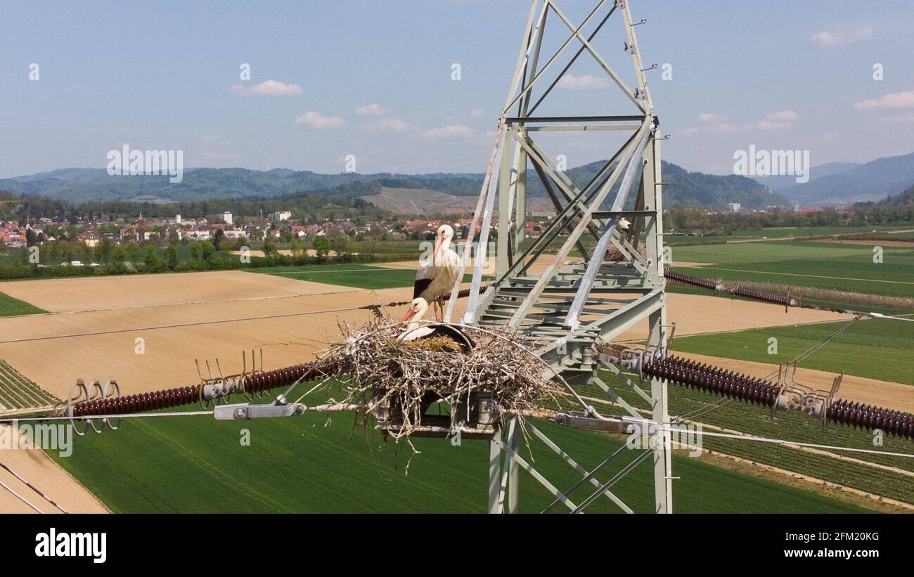 Storks in a stork nest in Germany Stock Photo - Alamy