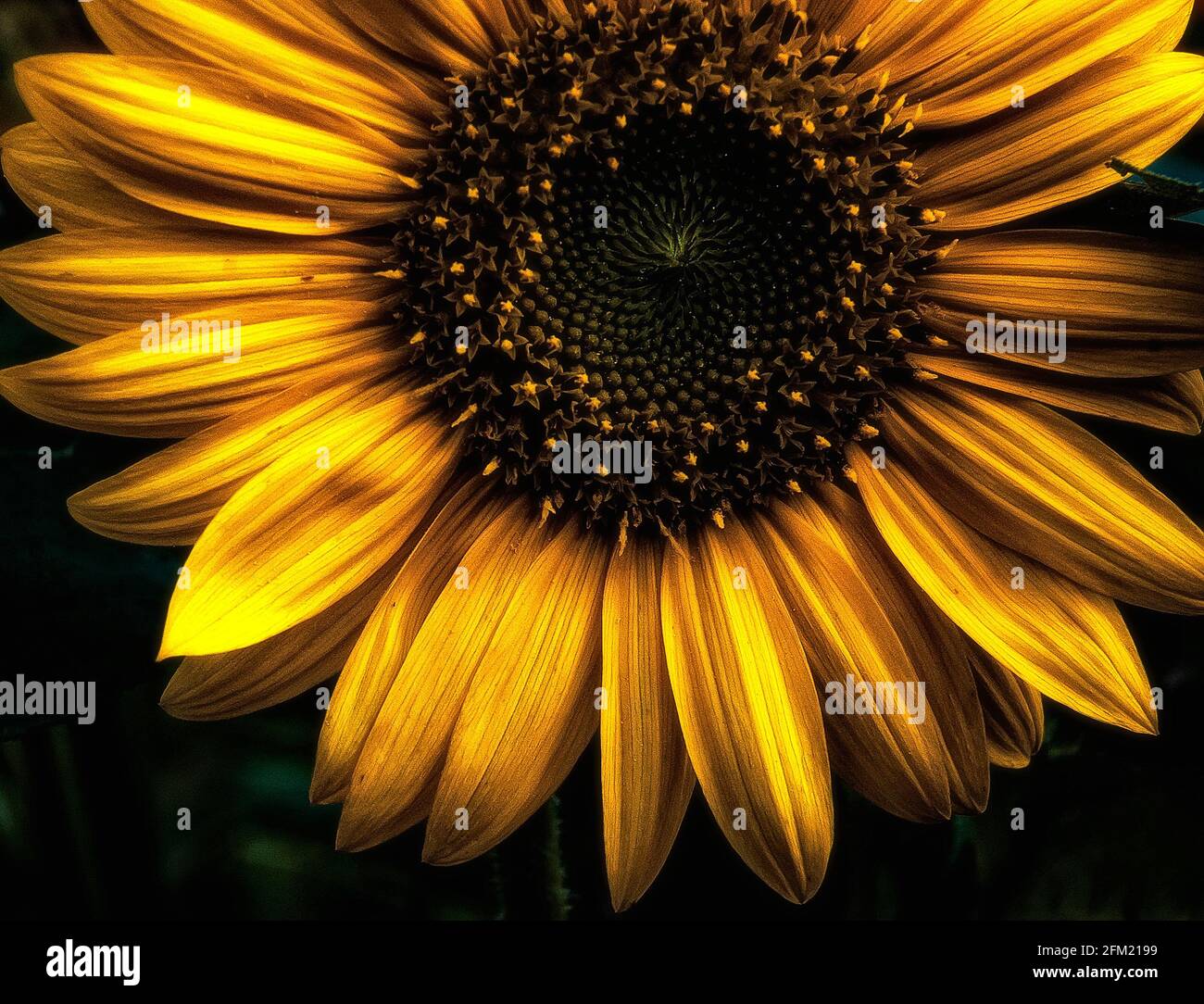 Asteraceaefamily hi-res stock photography and images - Alamy