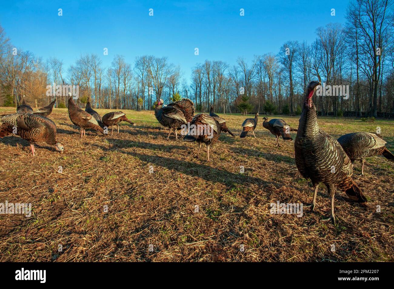 Wild Turkey feeding in an old field on a spring morning during mating ...