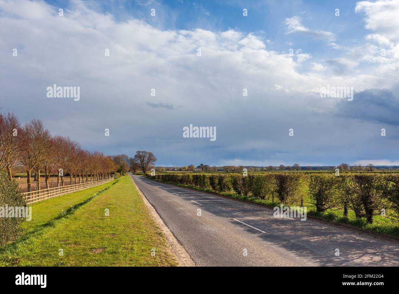 Straight trees hi-res stock photography and images - Alamy