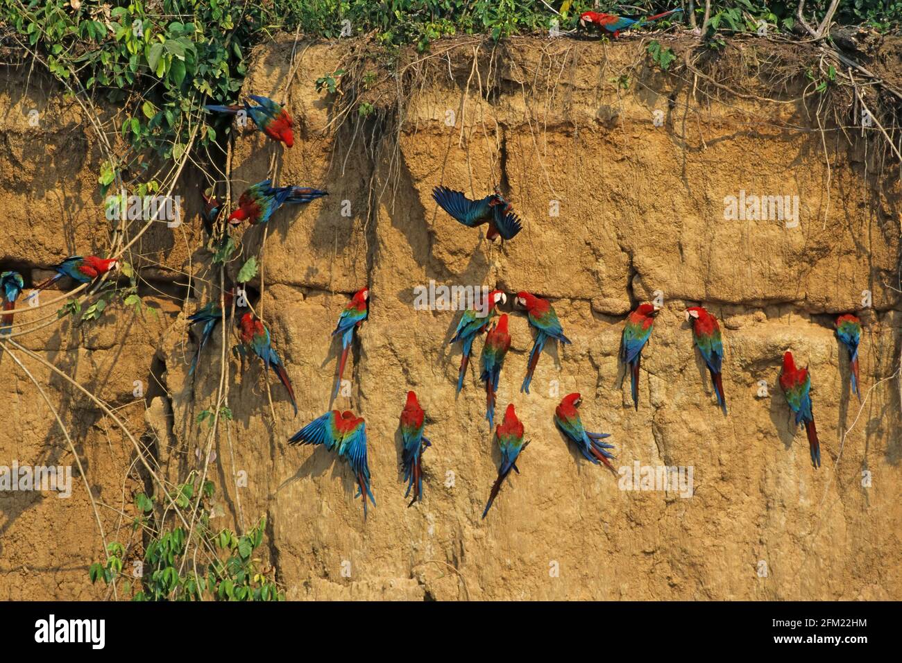 Amazon rainforest clay hi-res stock photography and images - Alamy