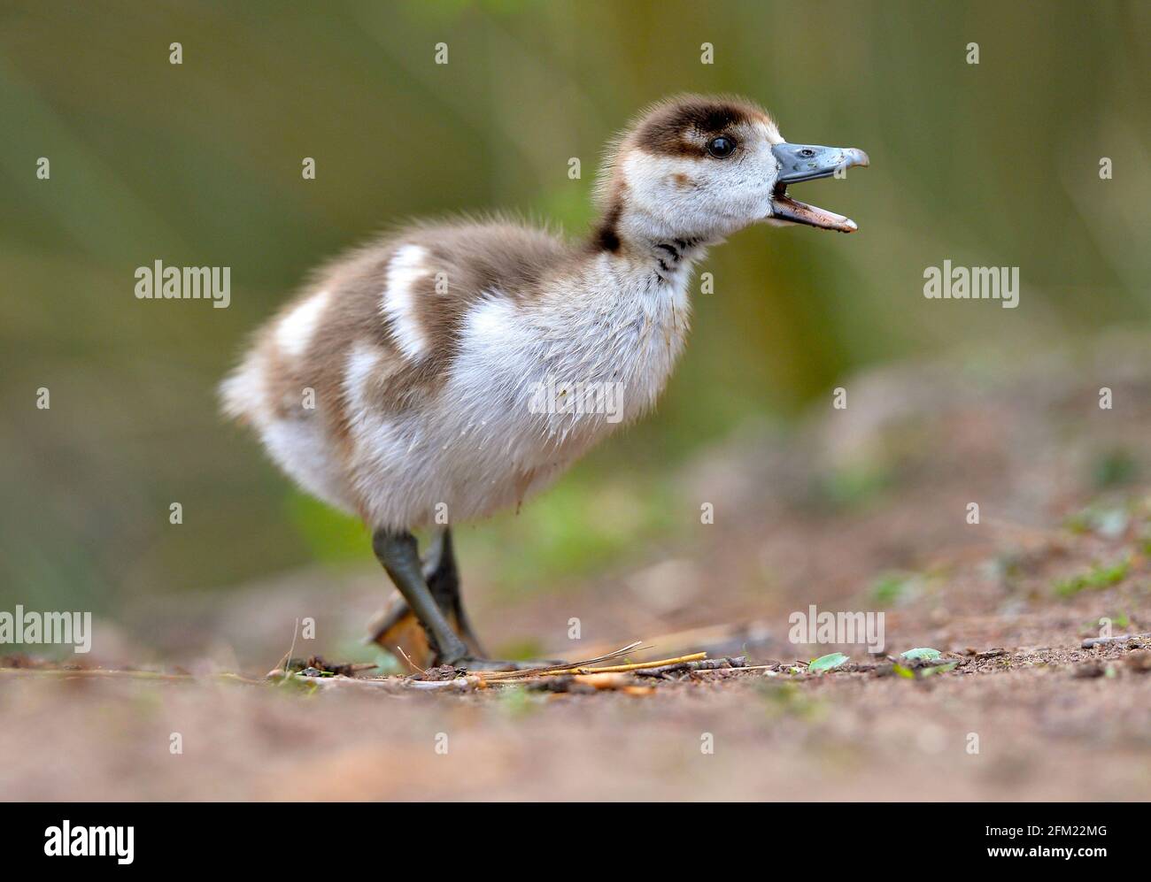 Alex the goose hi-res stock photography and images - Alamy