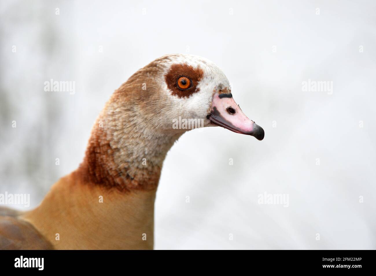 Alex the goose hi-res stock photography and images - Alamy
