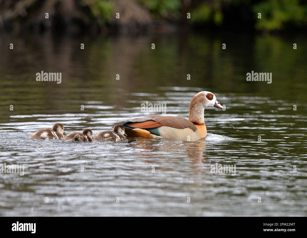 Alex the goose hi-res stock photography and images - Alamy