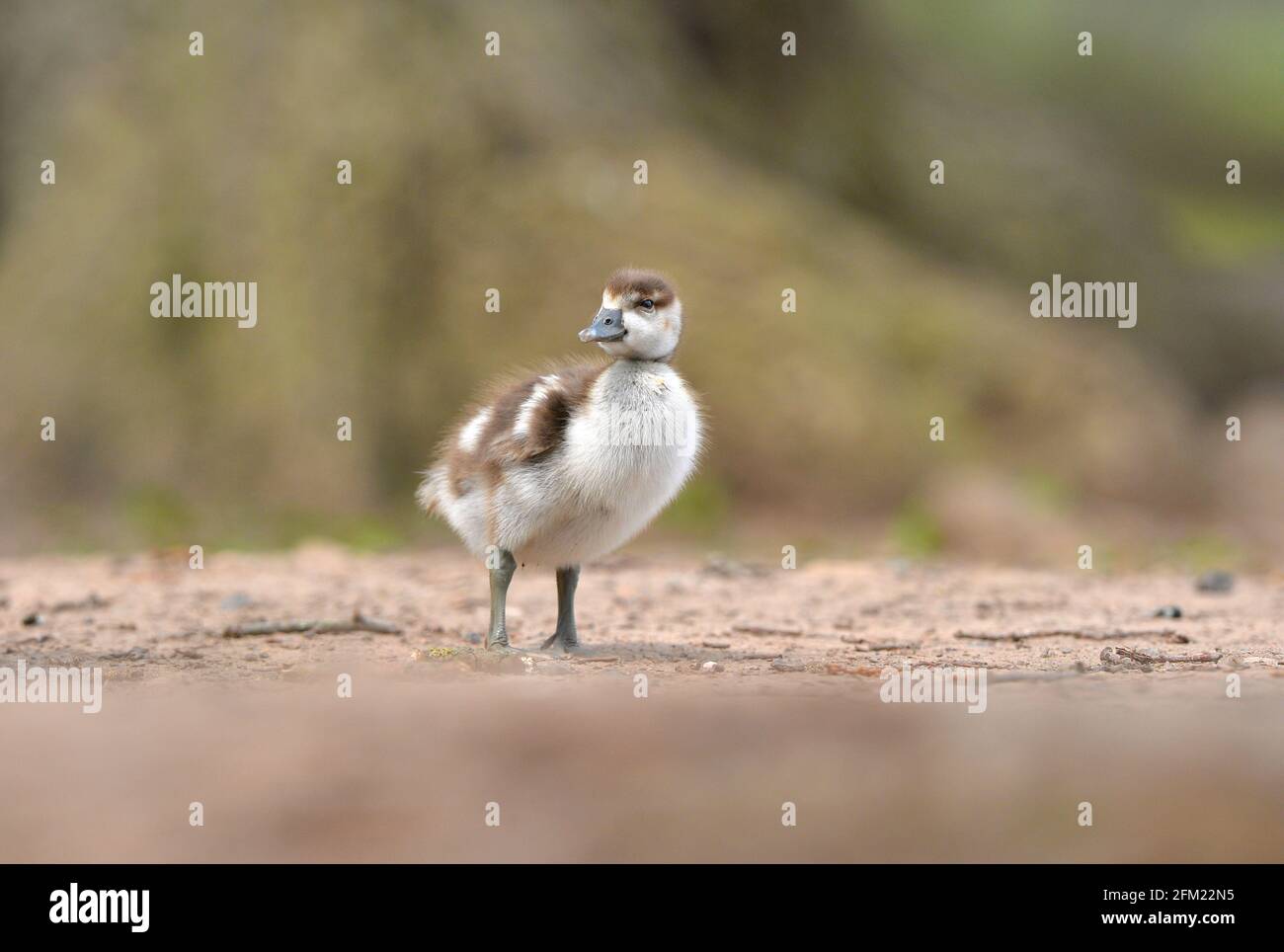 Alex the goose hi-res stock photography and images - Alamy