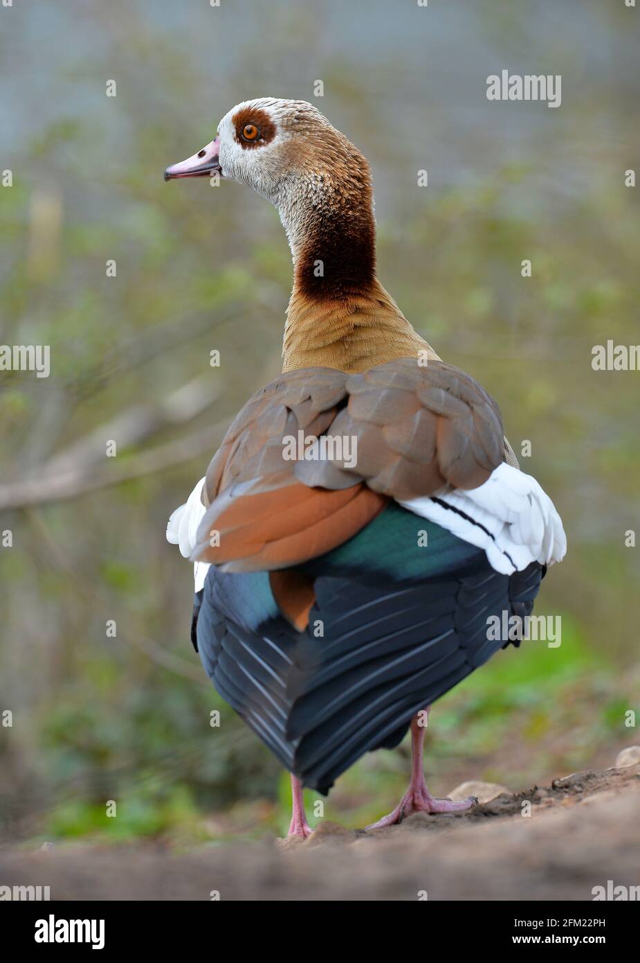 Alex the goose hi-res stock photography and images - Alamy