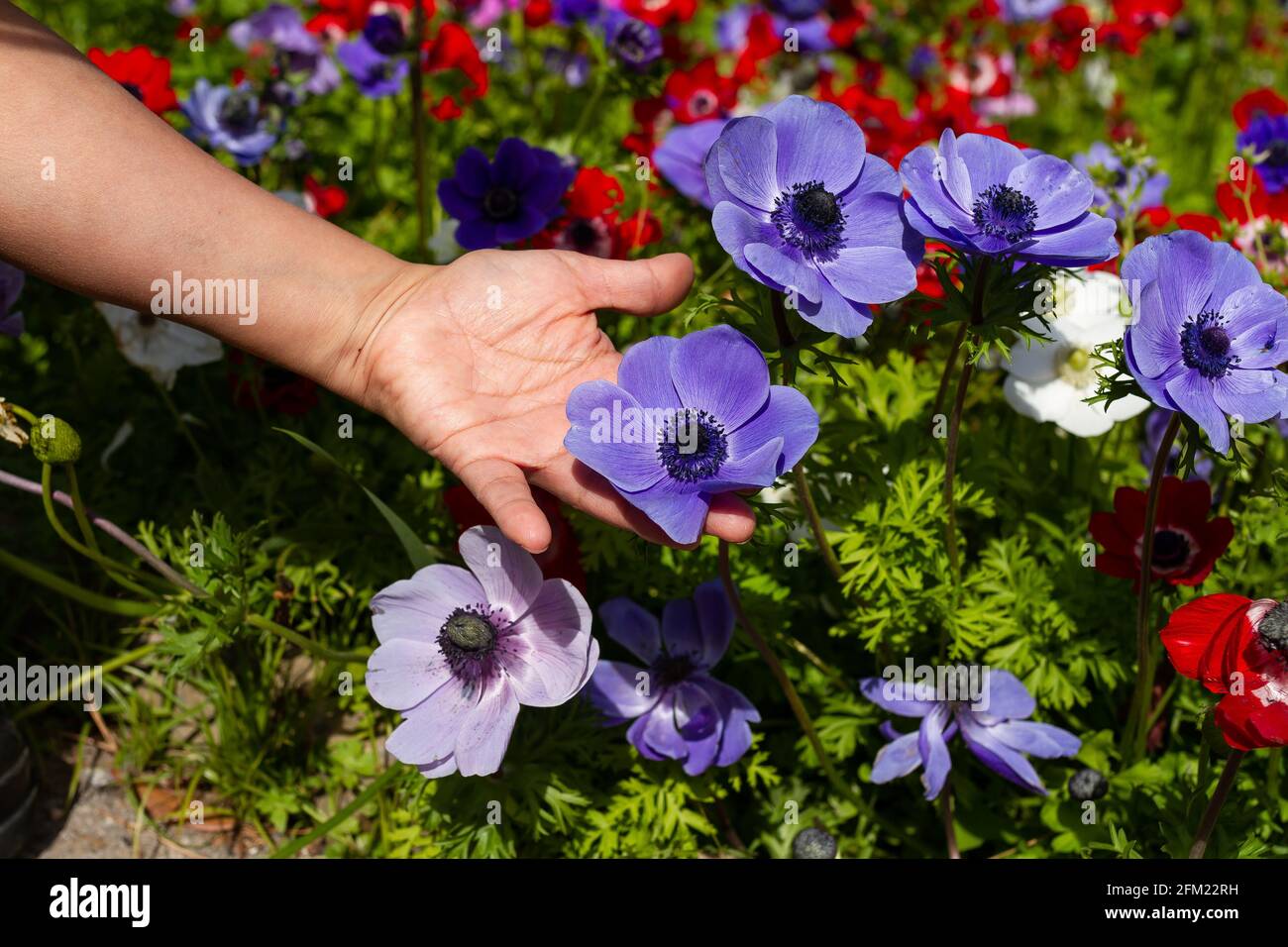 Selective focus shot of a female's hand touching an anemone in a garden ...