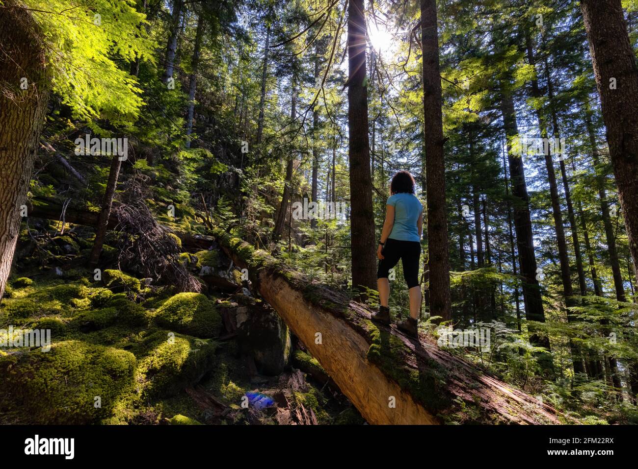 Adventurous Woman hiking on a fallen tree in a beautiful green rain ...