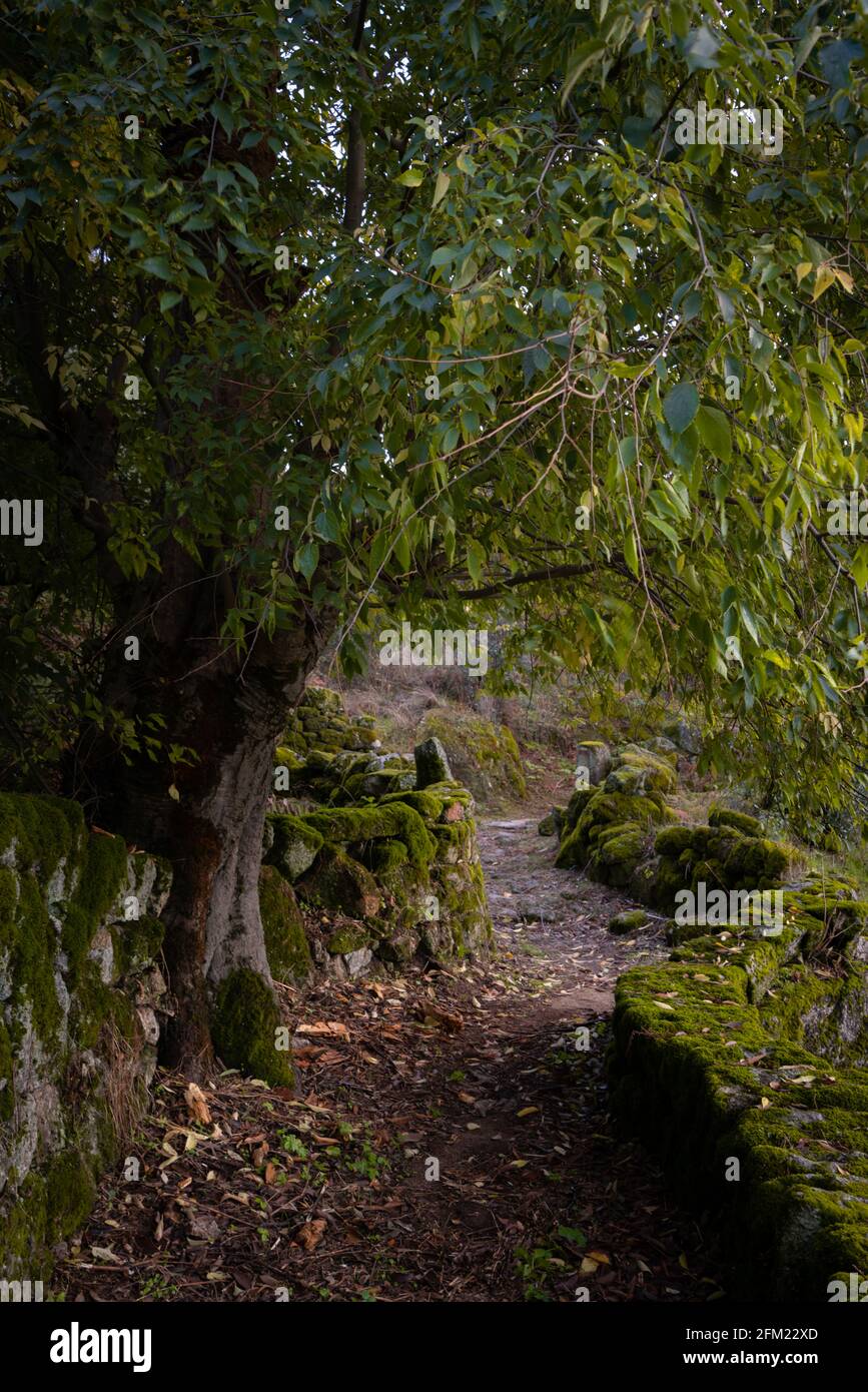 Tree shadow on pathway hi-res stock photography and images - Alamy