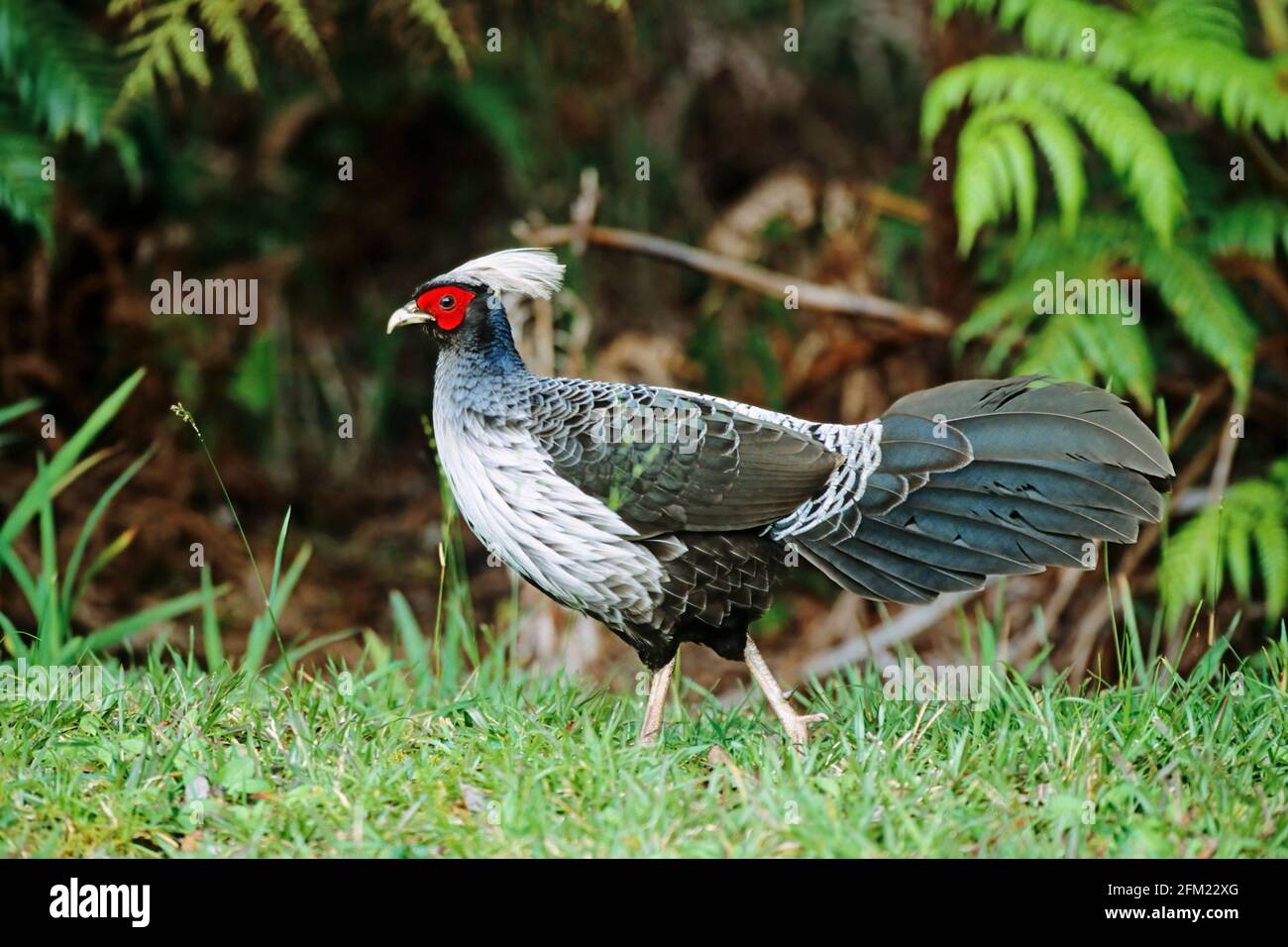 Kuauai hi-res stock photography and images - Alamy