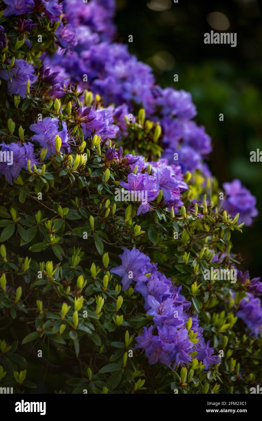 Massed trusses of radiant Rhododendron flowers in spring sunshine Stock ...