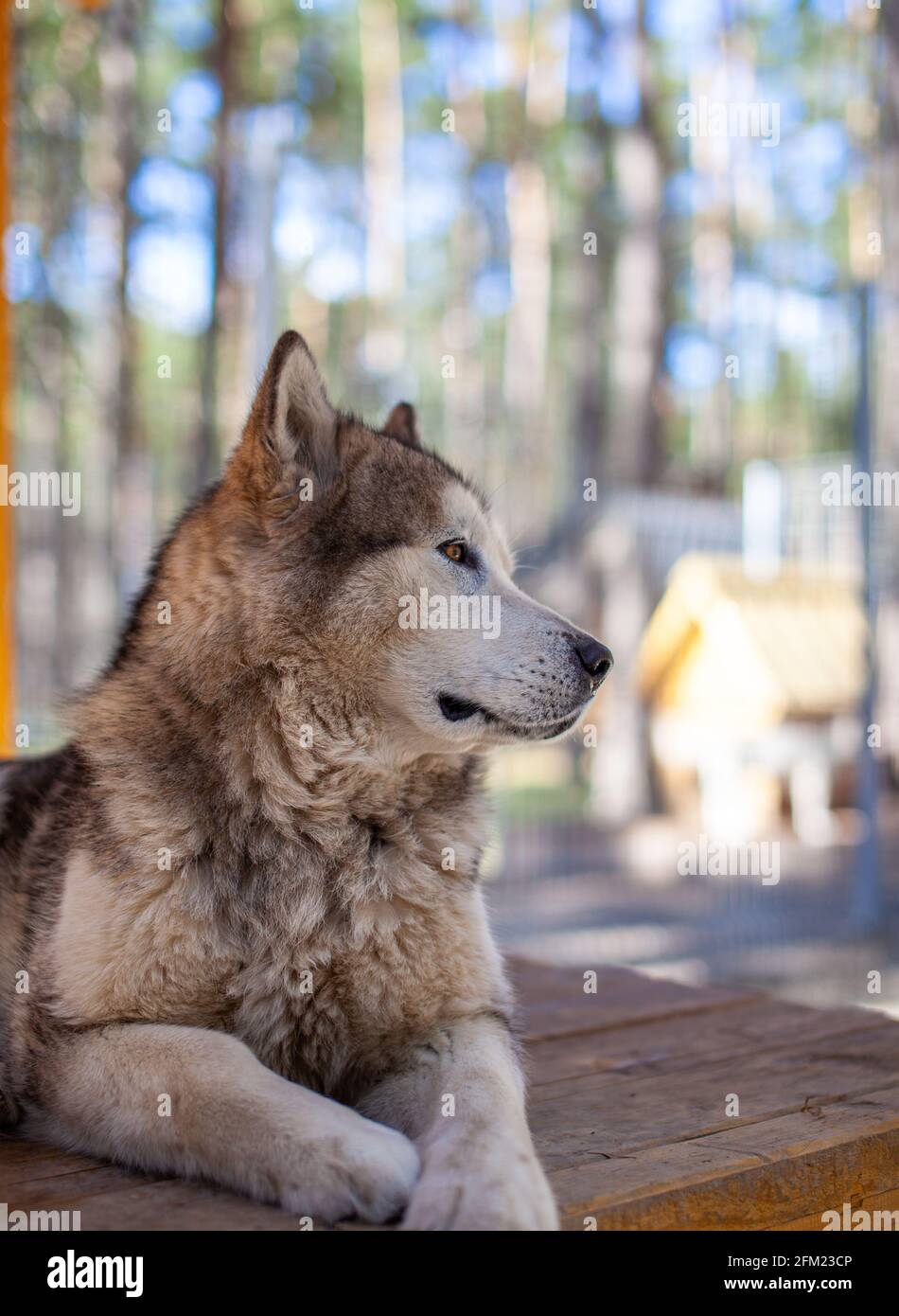 A beautiful and kind Alaskan Malamute shepherd sits in an enclosure ...
