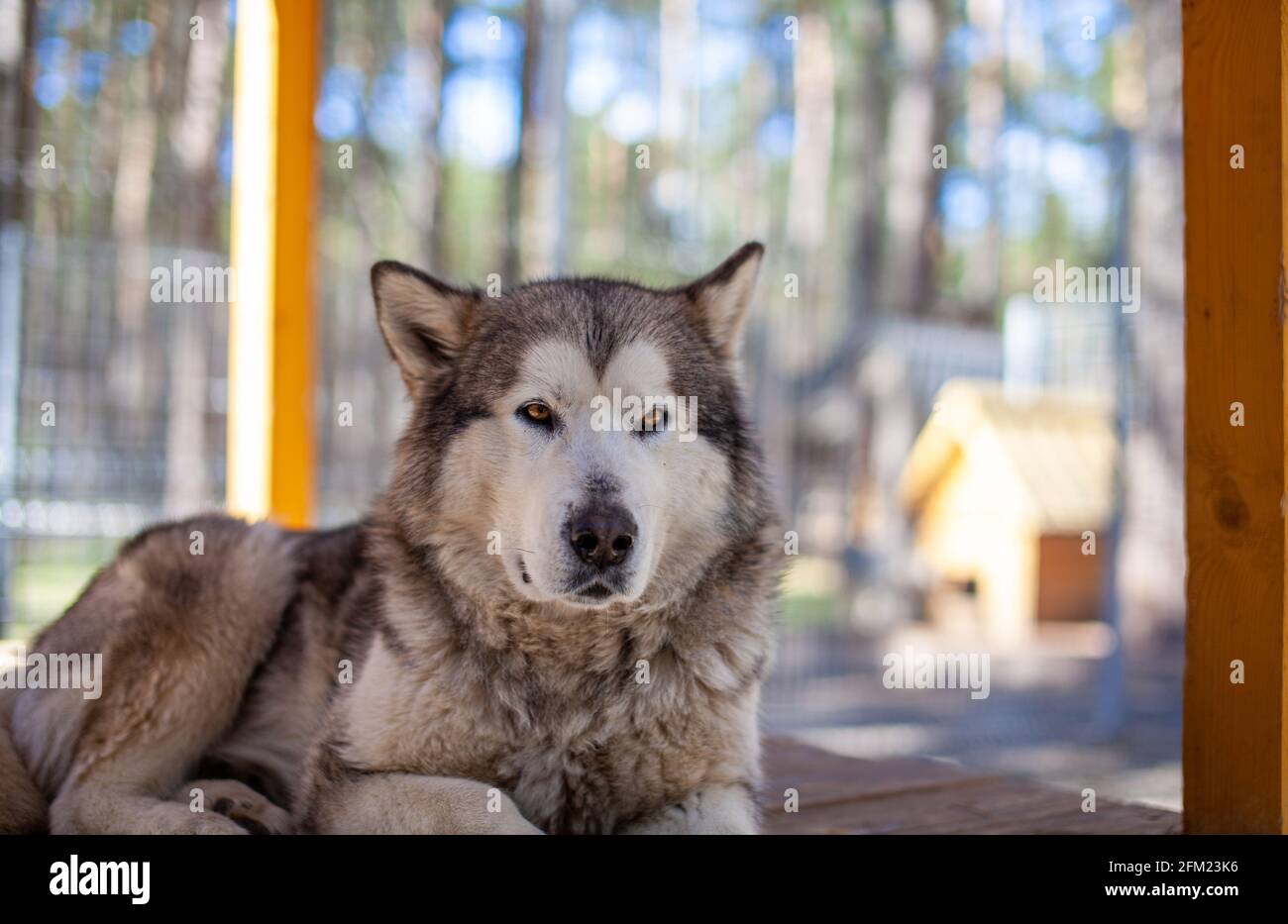 A beautiful and kind Alaskan Malamute shepherd sits in an enclosure ...