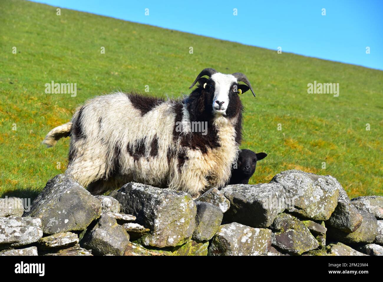 Jacob sheep lamb hi-res stock photography and images - Alamy