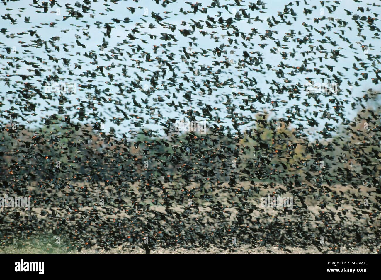 Flying red winged blackbirds hi-res stock photography and images - Alamy