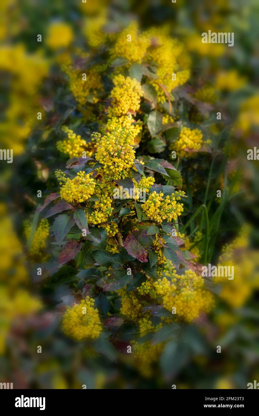 Mahonia aquifolium apollo foliage hi-res stock photography and images ...