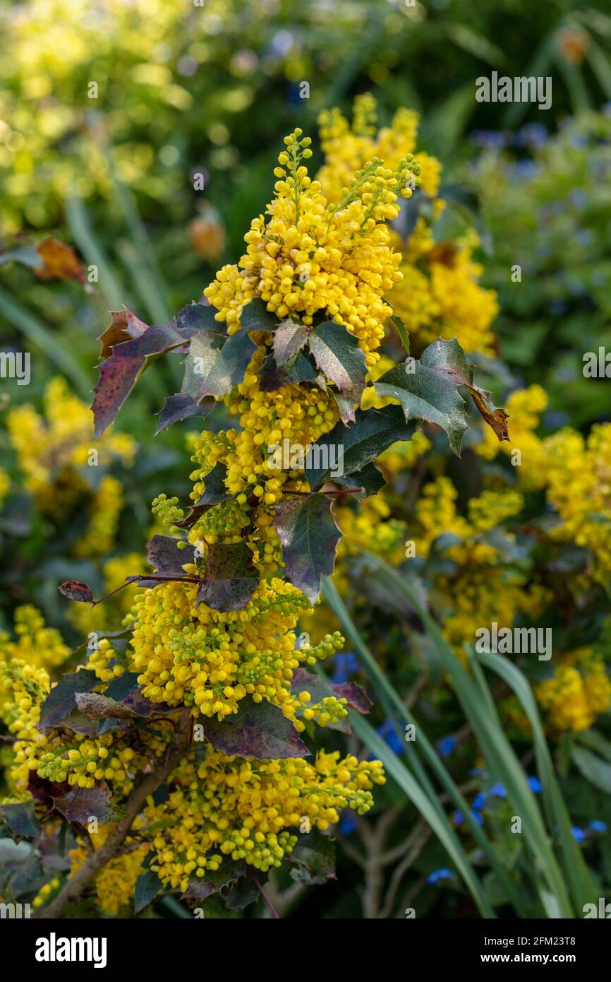 Mahonia aquifolium apollo foliage hi-res stock photography and images ...