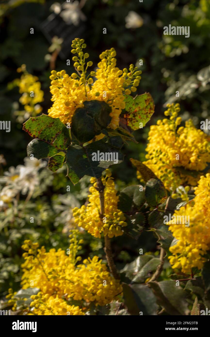 Mahonia aquifolium apollo foliage hi-res stock photography and images ...