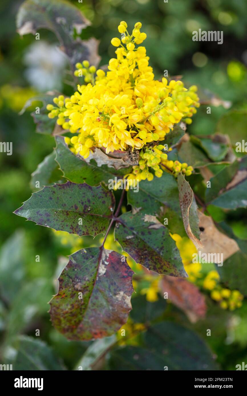 Mahonia aquifolium 'Apollo', Oregon grape 'Apollo' with dense clusters ...